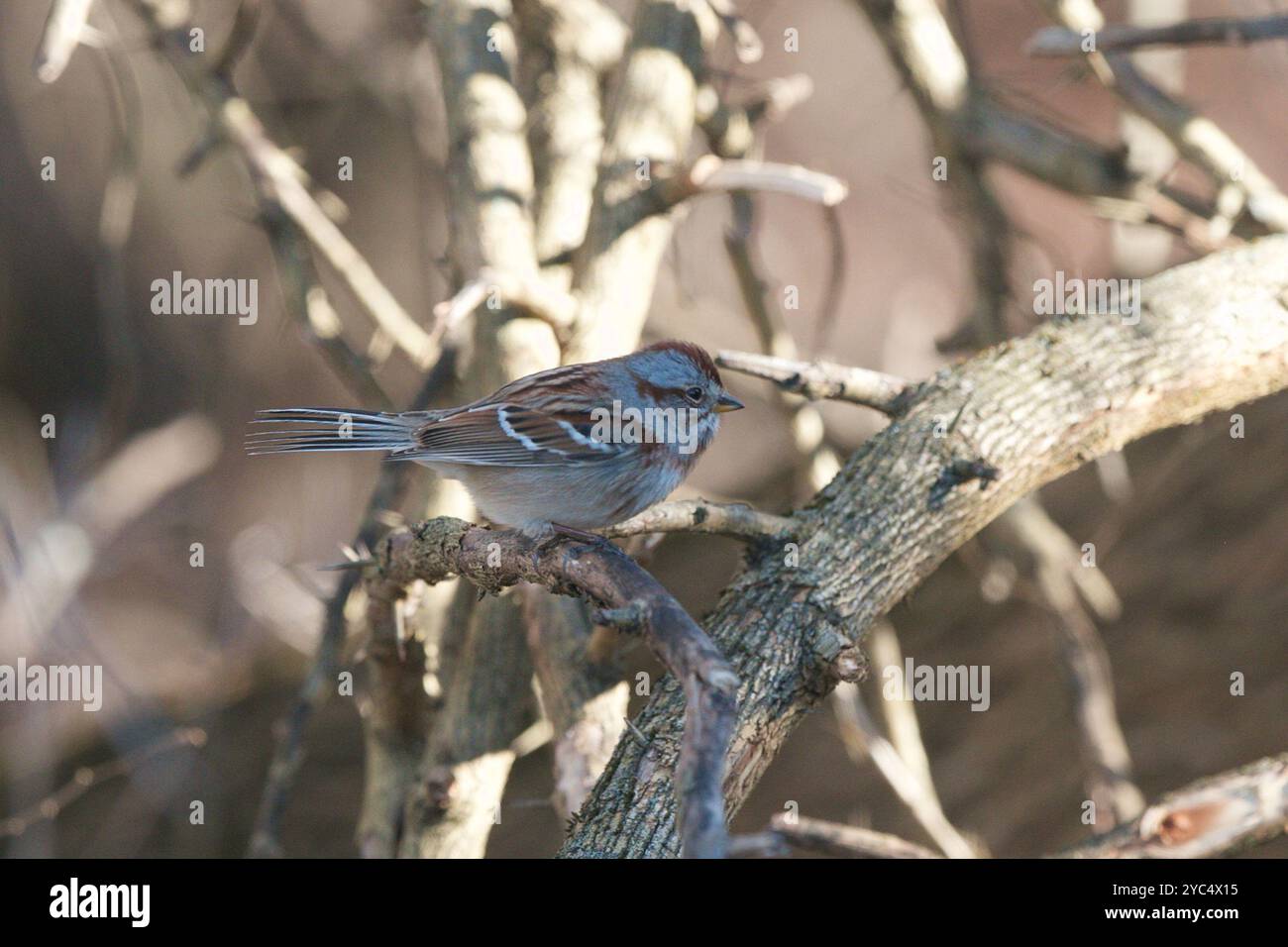 American Tree Sparrow (Spizelloides arborea) Aves Stock Photo - Alamy