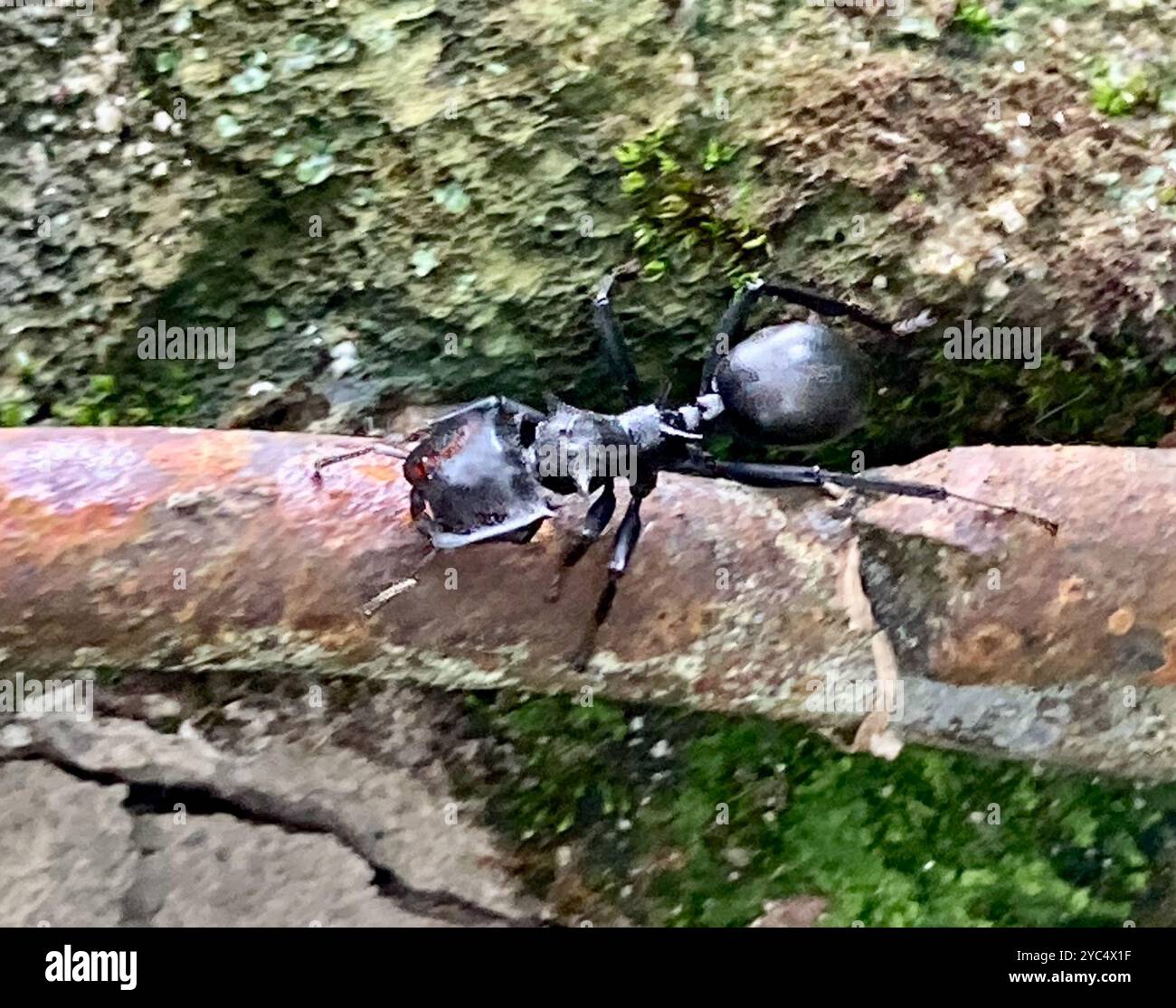 Common Giant Turtle Ant (Cephalotes atratus) Insecta Stock Photo - Alamy