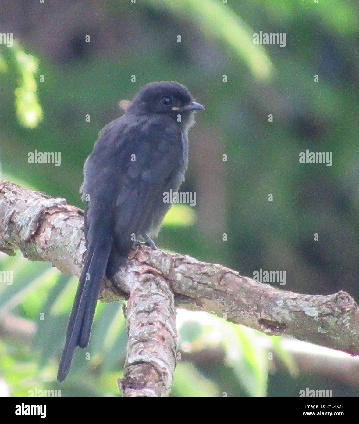 Aves colonia hi-res stock photography and images - Alamy