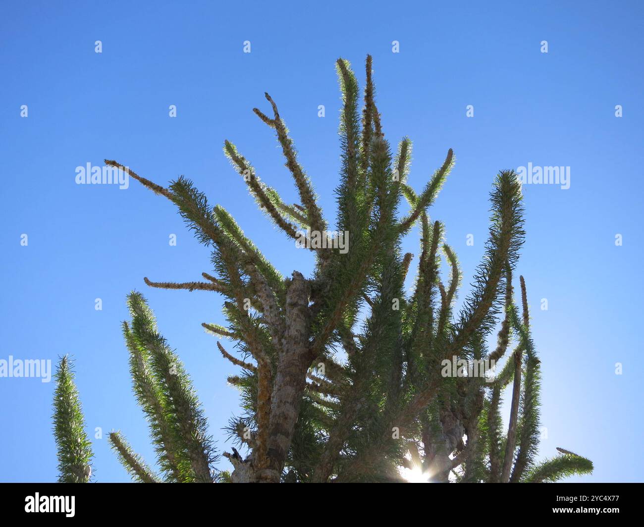 Madagascar Octopus Tree (Didierea madagascariensis) Plantae Stock Photo ...