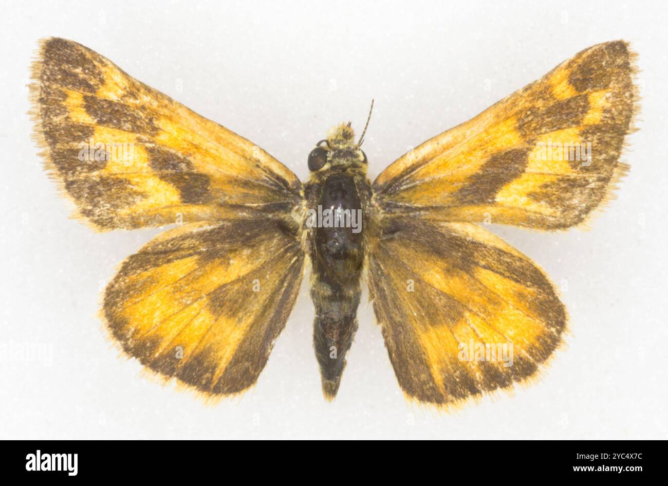 Great Basin Woodland Skipper (Ochlodes sylvanoides omnigena) Insecta ...