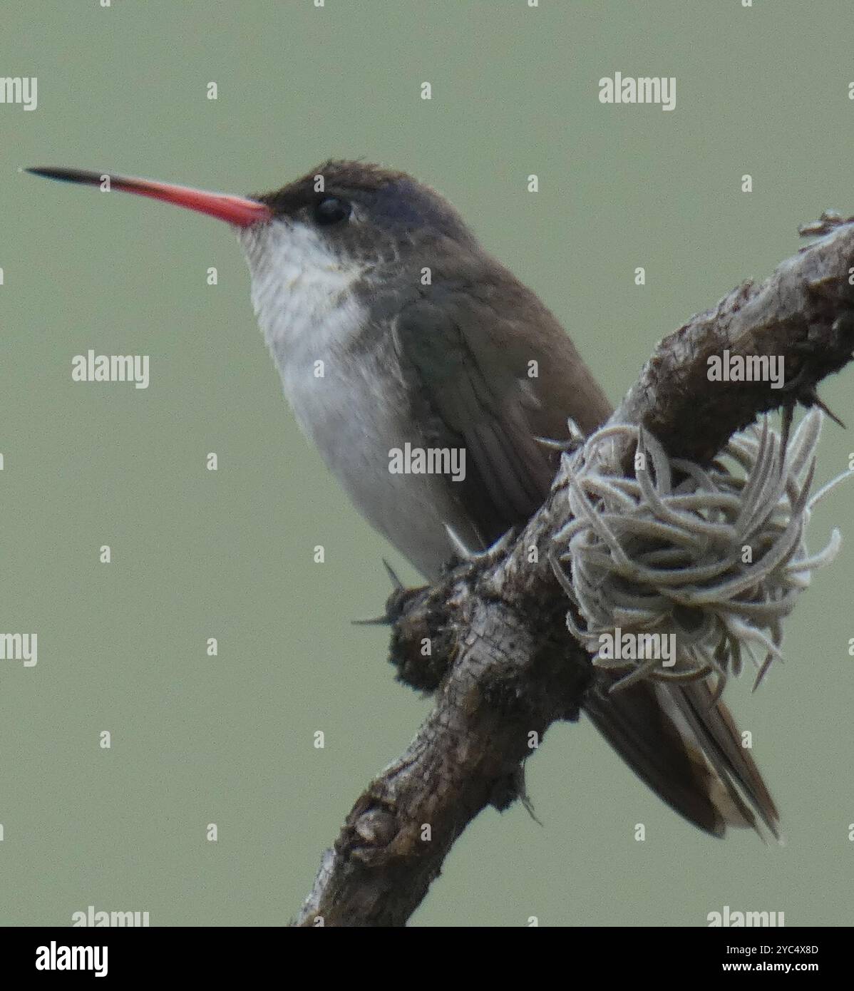 Violet-crowned Hummingbird (Ramosomyia violiceps) Aves Stock Photo - Alamy