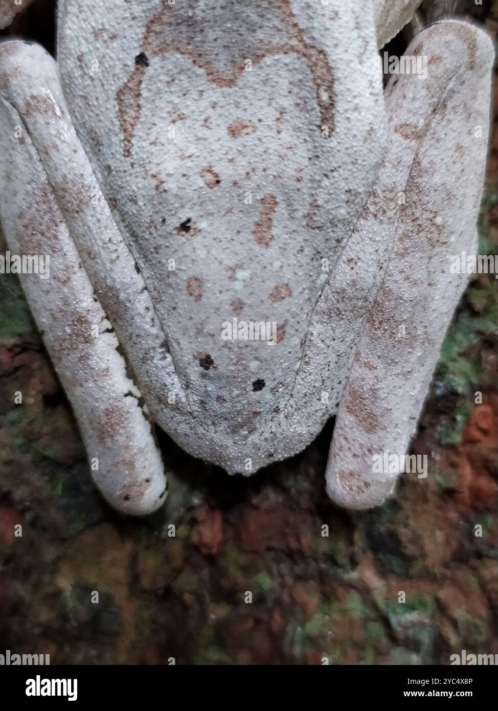 Polypedates occidentalis hi-res stock photography and images - Alamy