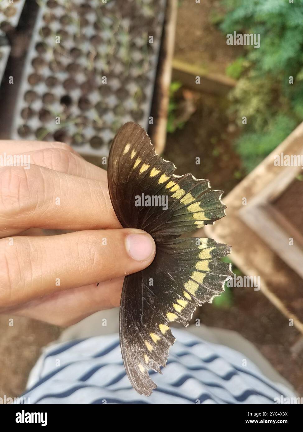 Polydamas Swallowtail (Battus polydamas) Insecta Stock Photo - Alamy