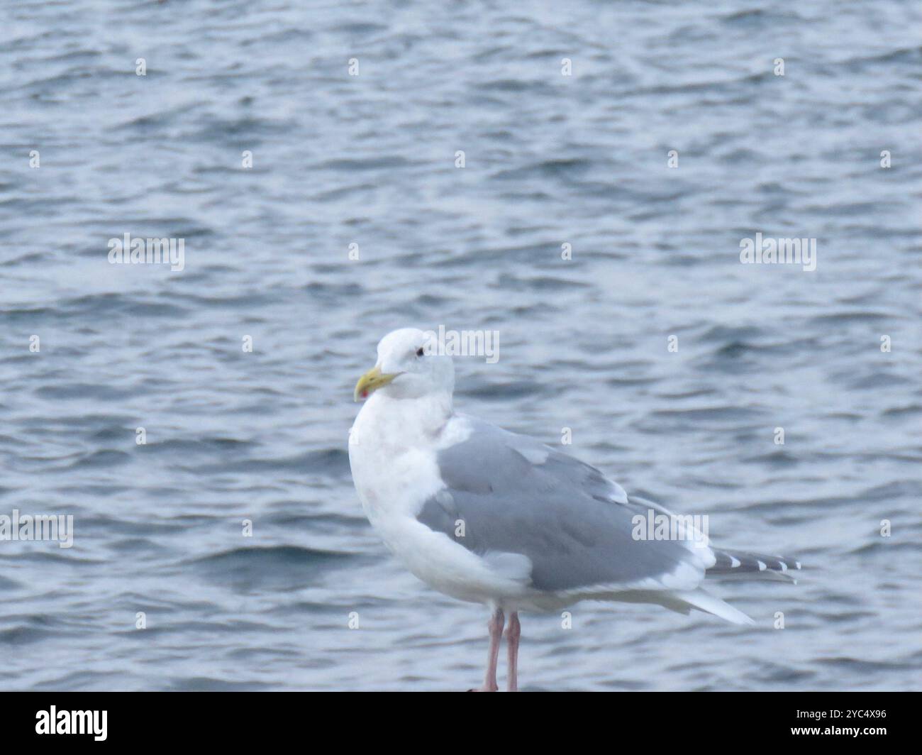 Olympic Gull (Larus glaucescens × occidentalis) Aves Stock Photo - Alamy