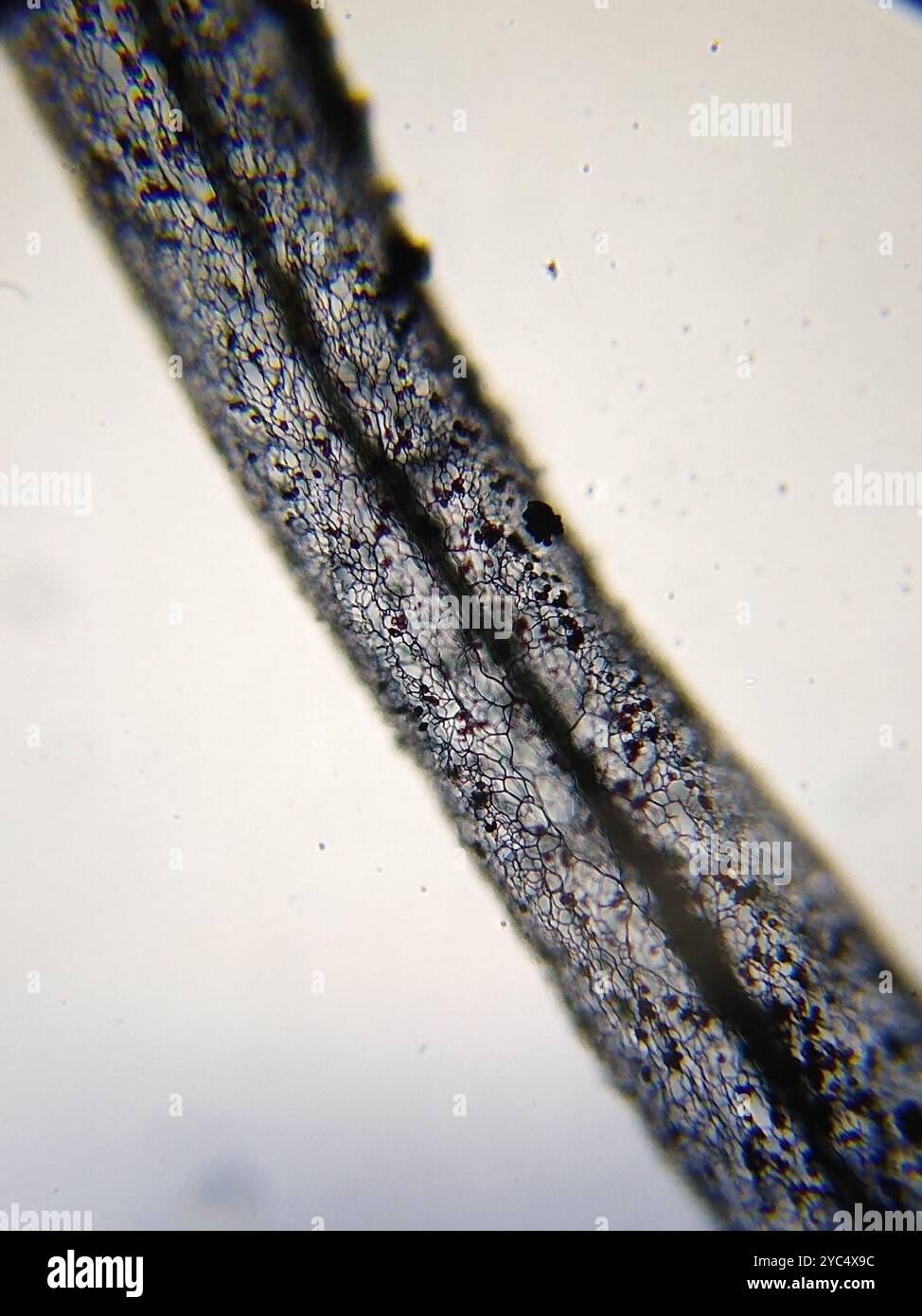 (Stemonitis marjana) Protozoa Stock Photo - Alamy