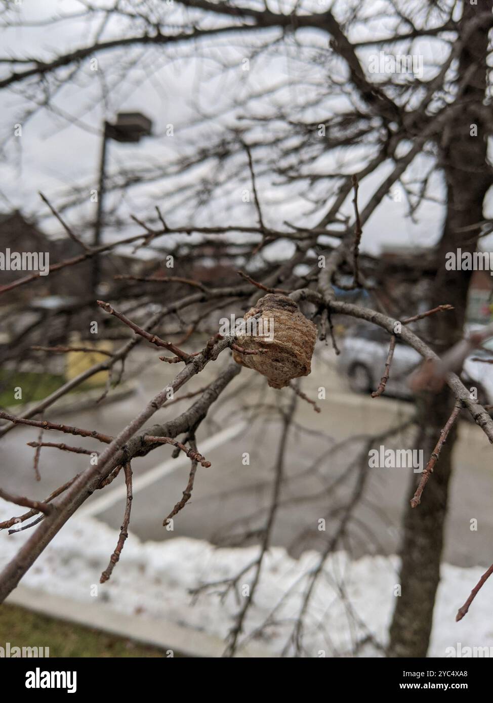 Chinese Mantis (Tenodera sinensis) Insecta Stock Photo - Alamy