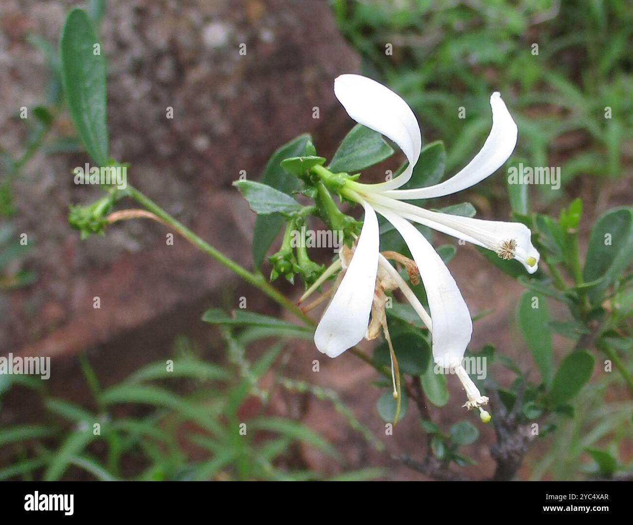 Small Honeysuckle Bush (Turraea obtusifolia) Plantae Stock Photo - Alamy