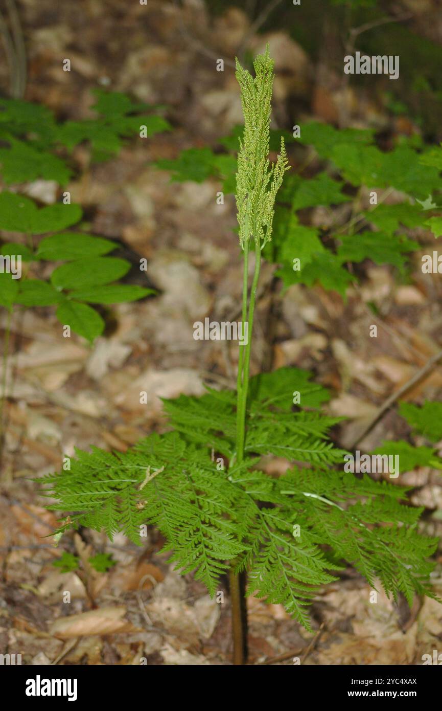 rattlesnake fern (Botrypus virginianus) Plantae Stock Photo - Alamy