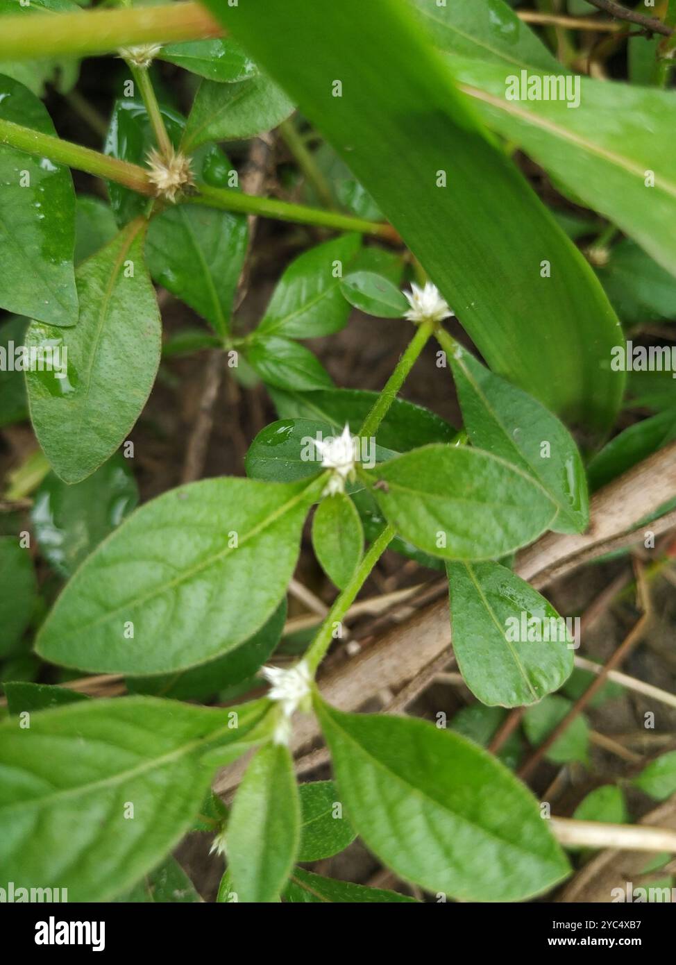 Sessile Joyweed (Alternanthera sessilis) Plantae Stock Photo - Alamy