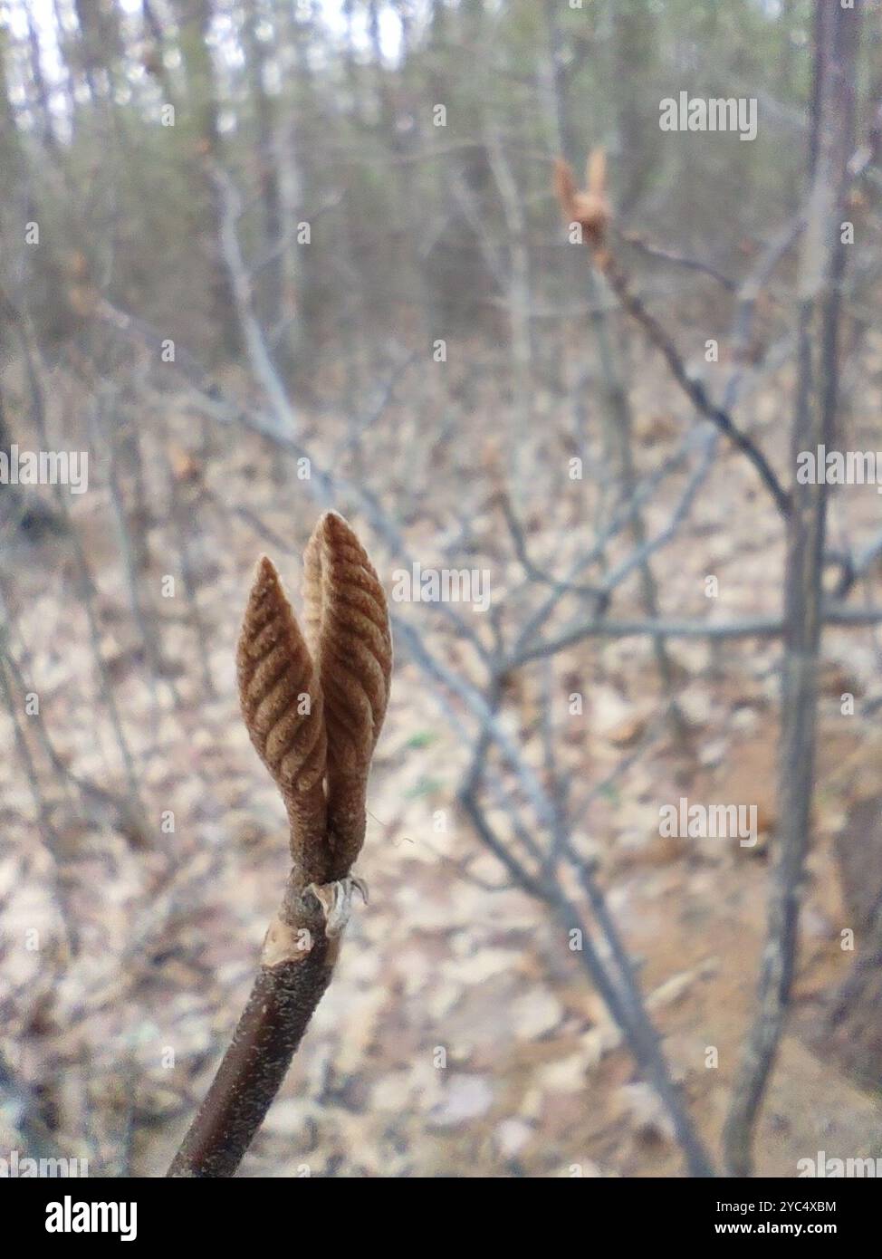 hobblebush (Viburnum lantanoides) Plantae Stock Photo - Alamy