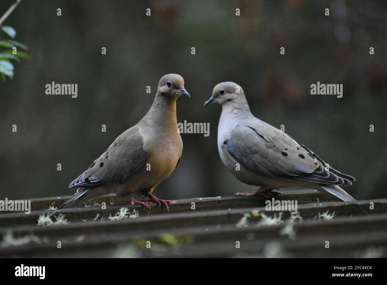 Mourning Dove (Zenaida macroura) Aves Stock Photo - Alamy