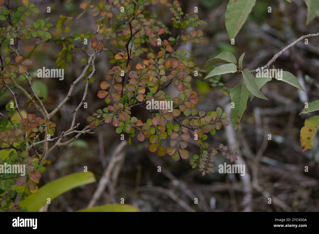 Lime Prickly-ash (Zanthoxylum fagara) Plantae Stock Photo - Alamy