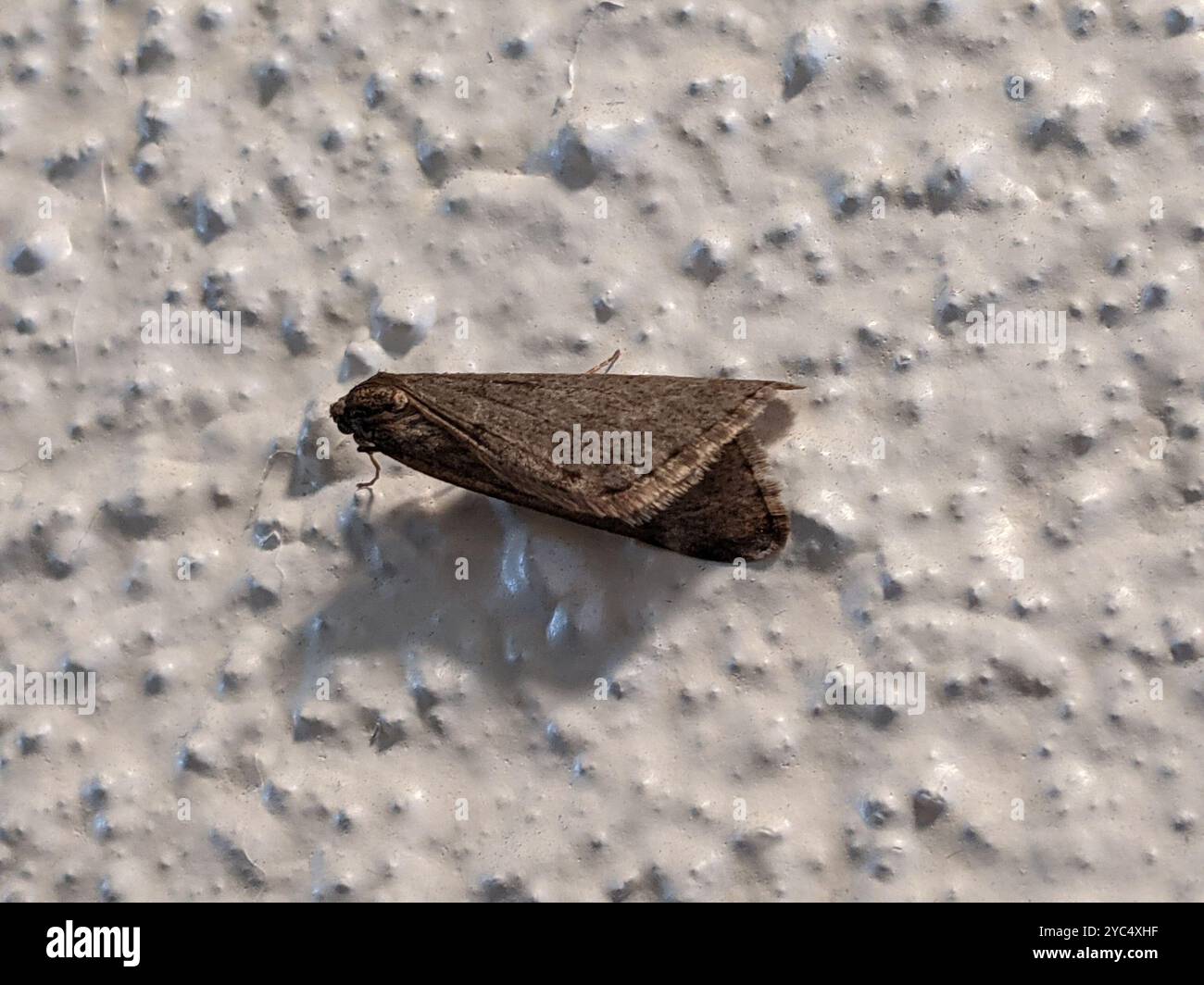 Fall Cankerworm Moth (Alsophila pometaria) Insecta Stock Photo - Alamy
