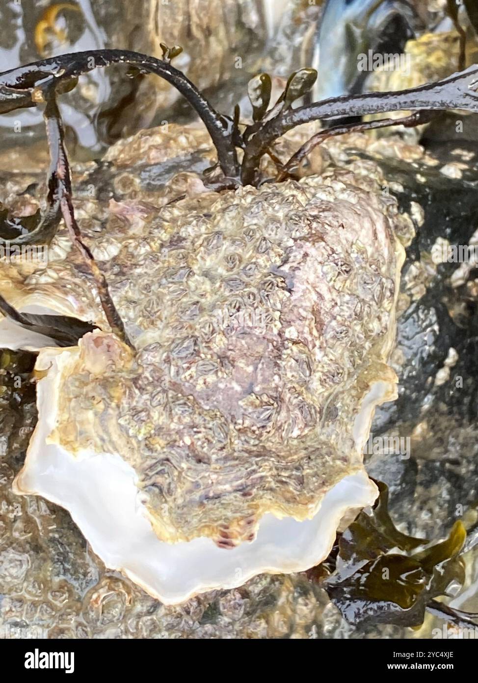 Pacific Oyster (Magallana gigas) Mollusca Stock Photo - Alamy