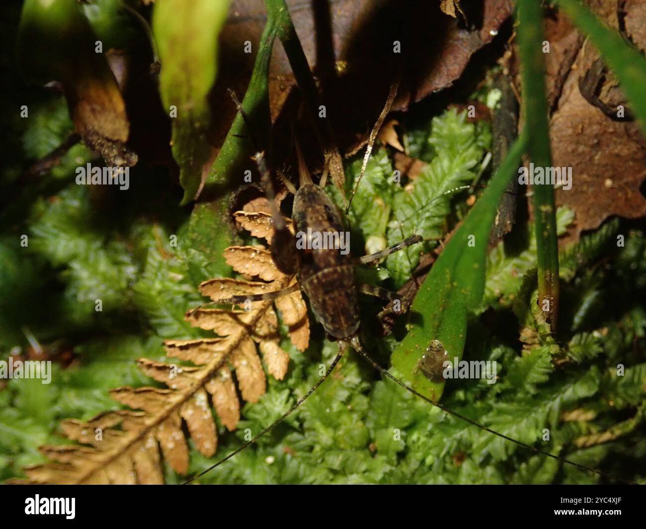 Camel Crickets, Cave Crickets, and Cave Wēta (Rhaphidophoridae) Insecta ...