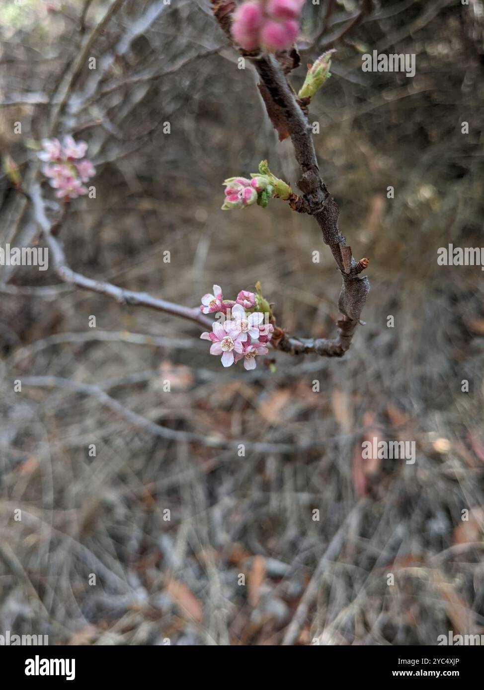 Chaparral Currant (Ribes malvaceum) Plantae Stock Photo - Alamy