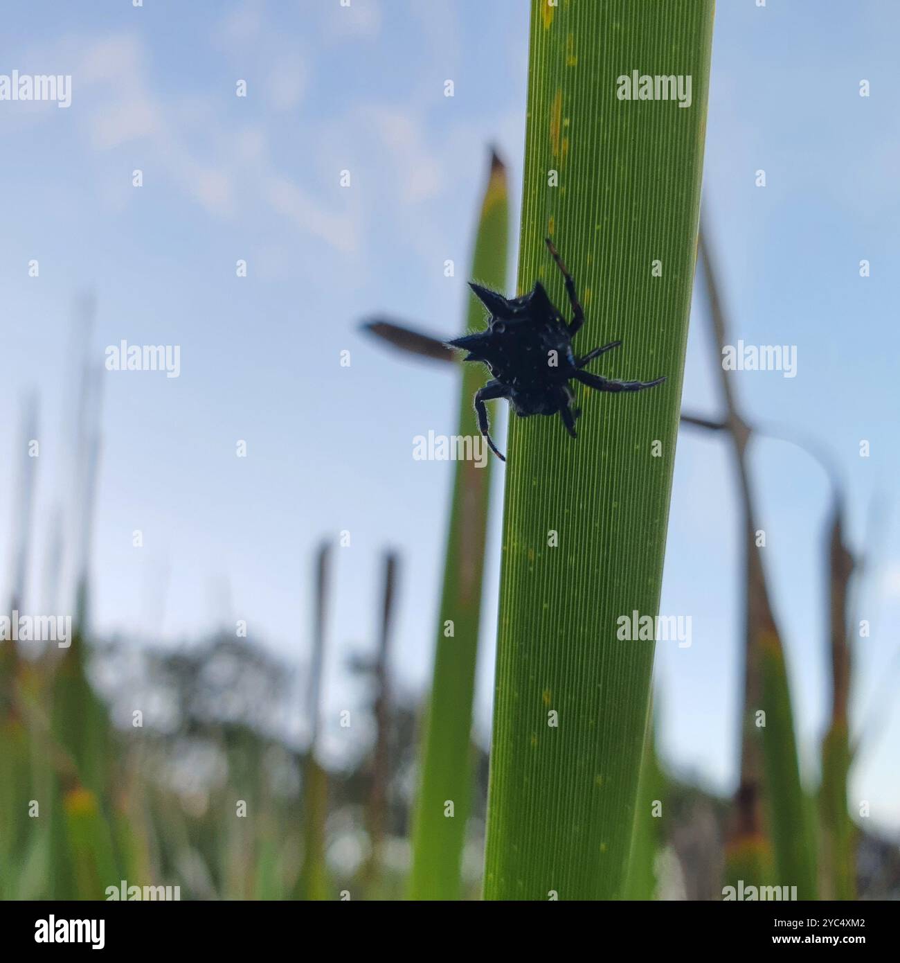 Christmas Jewel Spider (Austracantha minax) Arachnida Stock Photo - Alamy