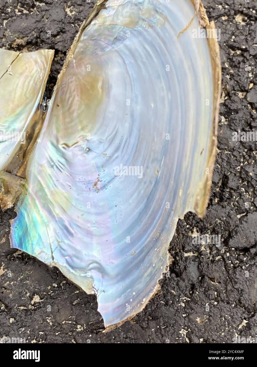 Swan Mussel (Anodonta cygnea) Mollusca Stock Photo - Alamy