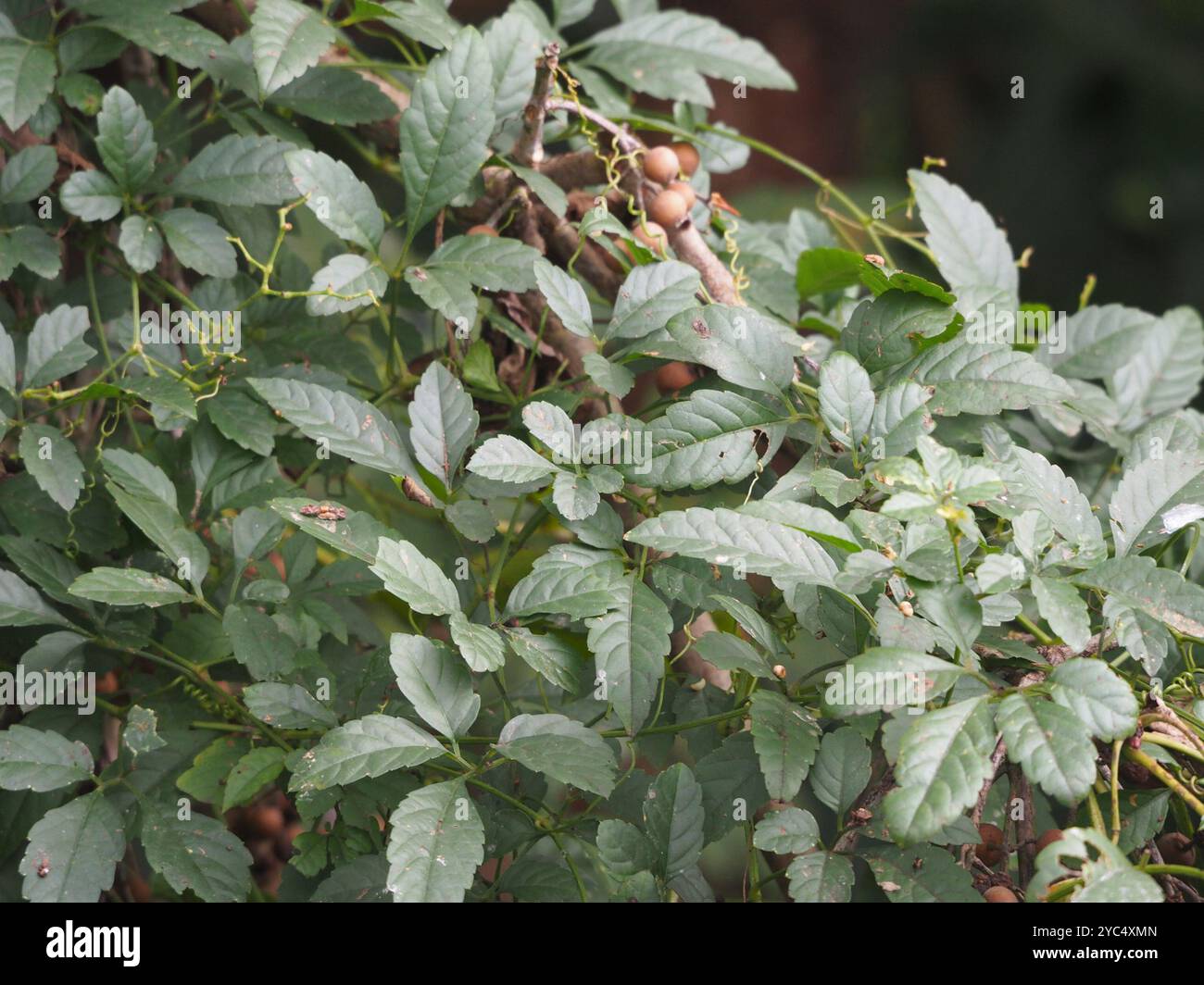 Bushkiller (Causonis japonica) Plantae Stock Photo - Alamy