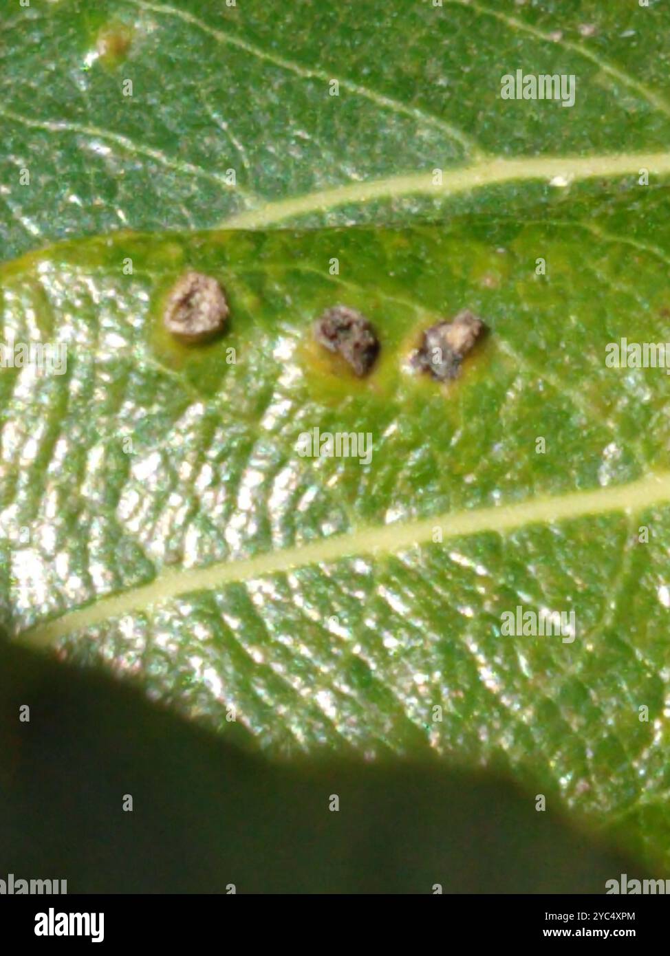 Willow Bead Gall Mite (Aculus tetanothrix) Arachnida Stock Photo - Alamy