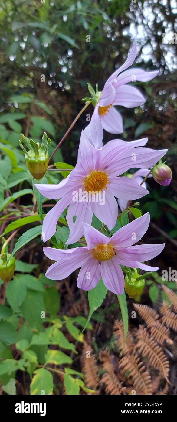 Tree Dahlia (Dahlia imperialis) Plantae Stock Photo - Alamy