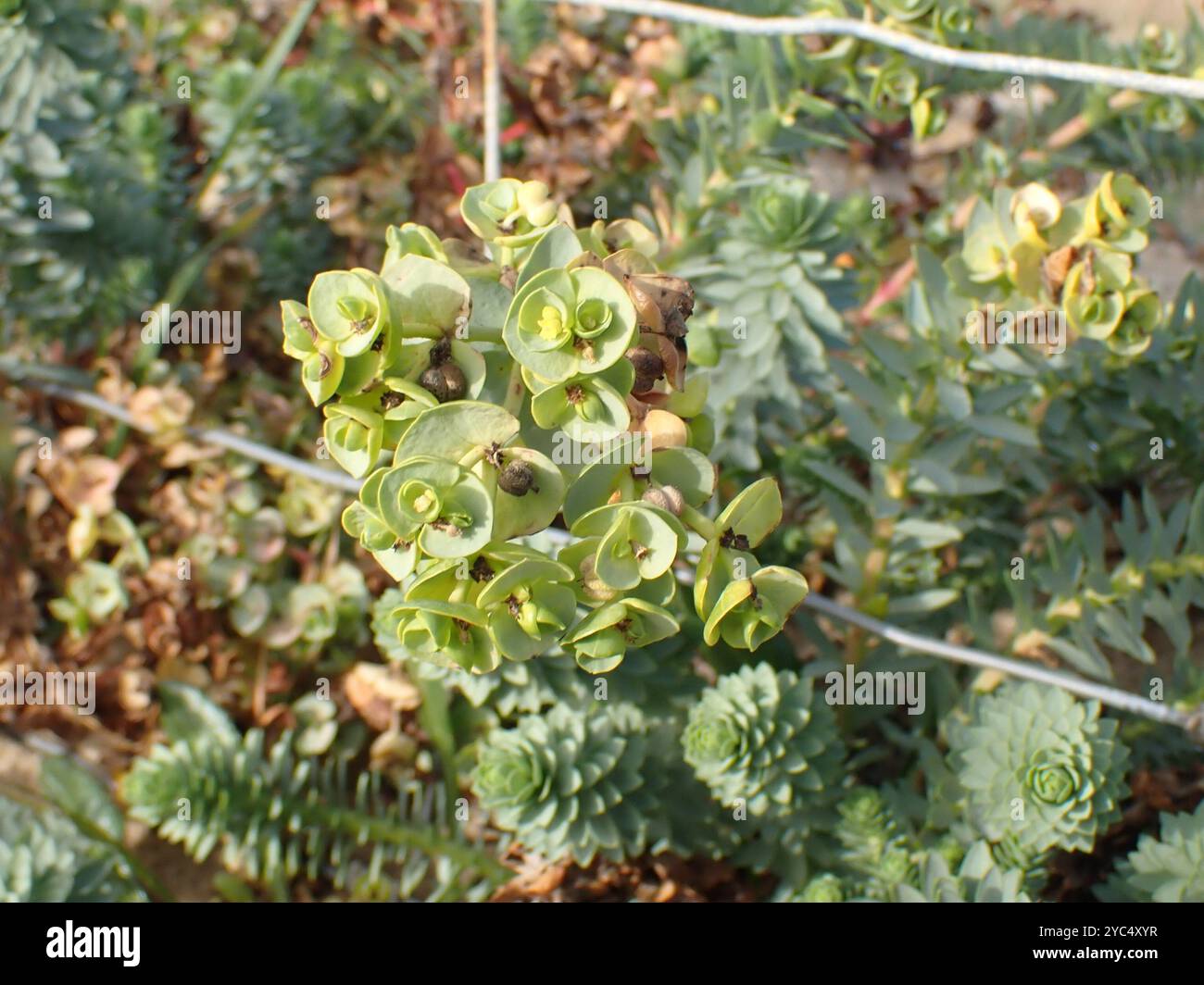 Sea Spurge (Euphorbia paralias) Plantae Stock Photo - Alamy