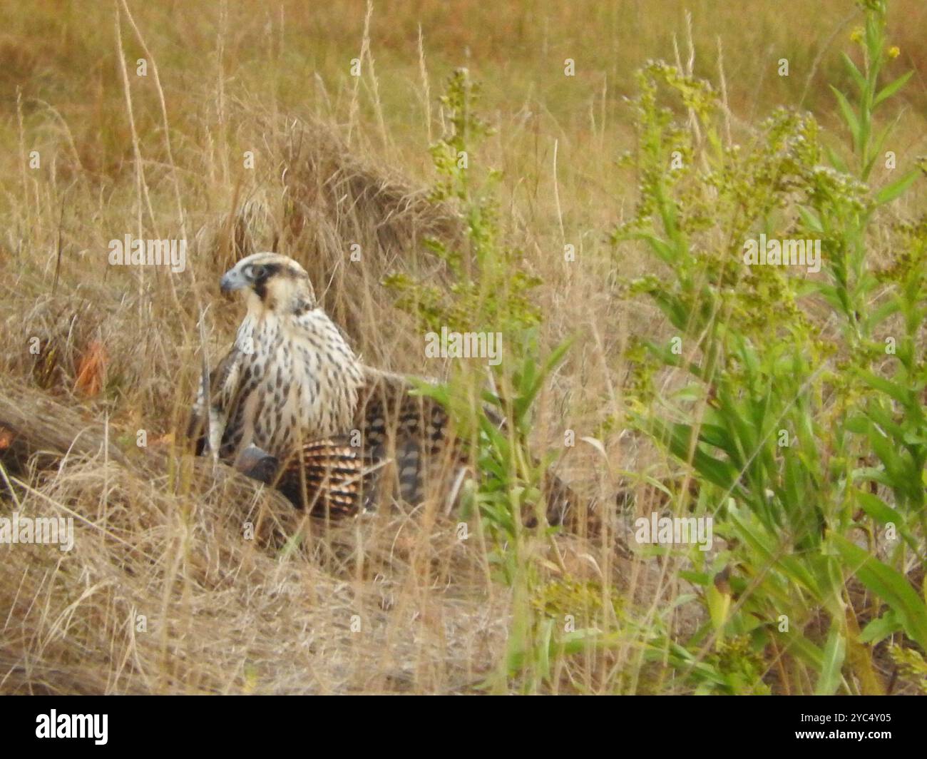 Peregrine Falcon (Falco peregrinus) Aves Stock Photo - Alamy
