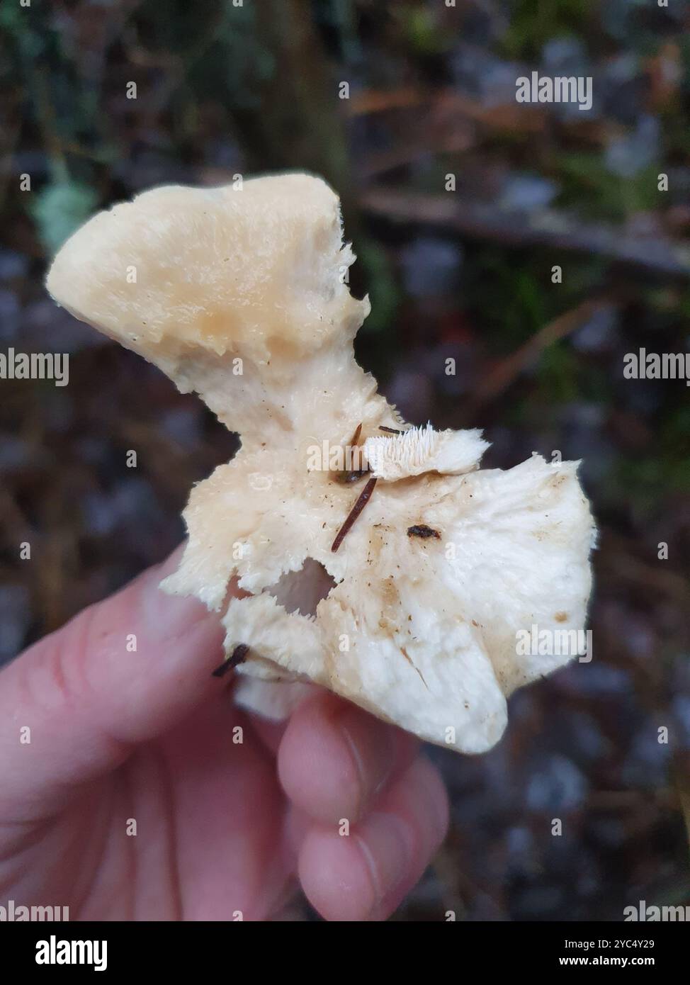Wood Hedgehog (Hydnum repandum) Fungi Stock Photo - Alamy