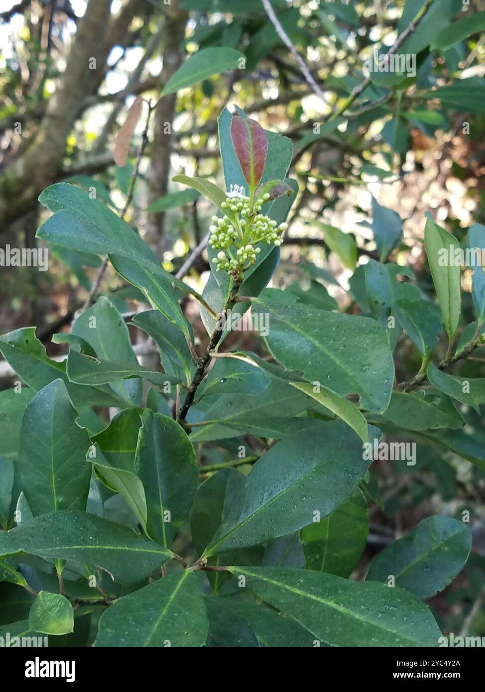 dahoon holly (Ilex cassine) Plantae Stock Photo - Alamy
