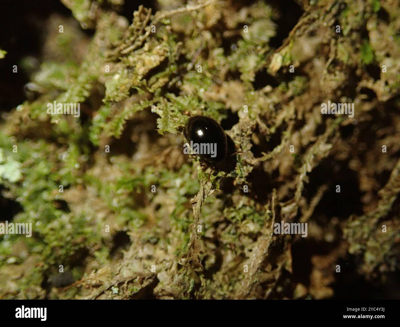 Moss Beetles (Byrrhidae) Insecta Stock Photo - Alamy