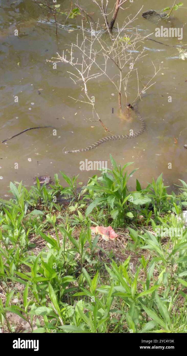 Northern Watersnake (Nerodia sipedon sipedon) Reptilia Stock Photo - Alamy