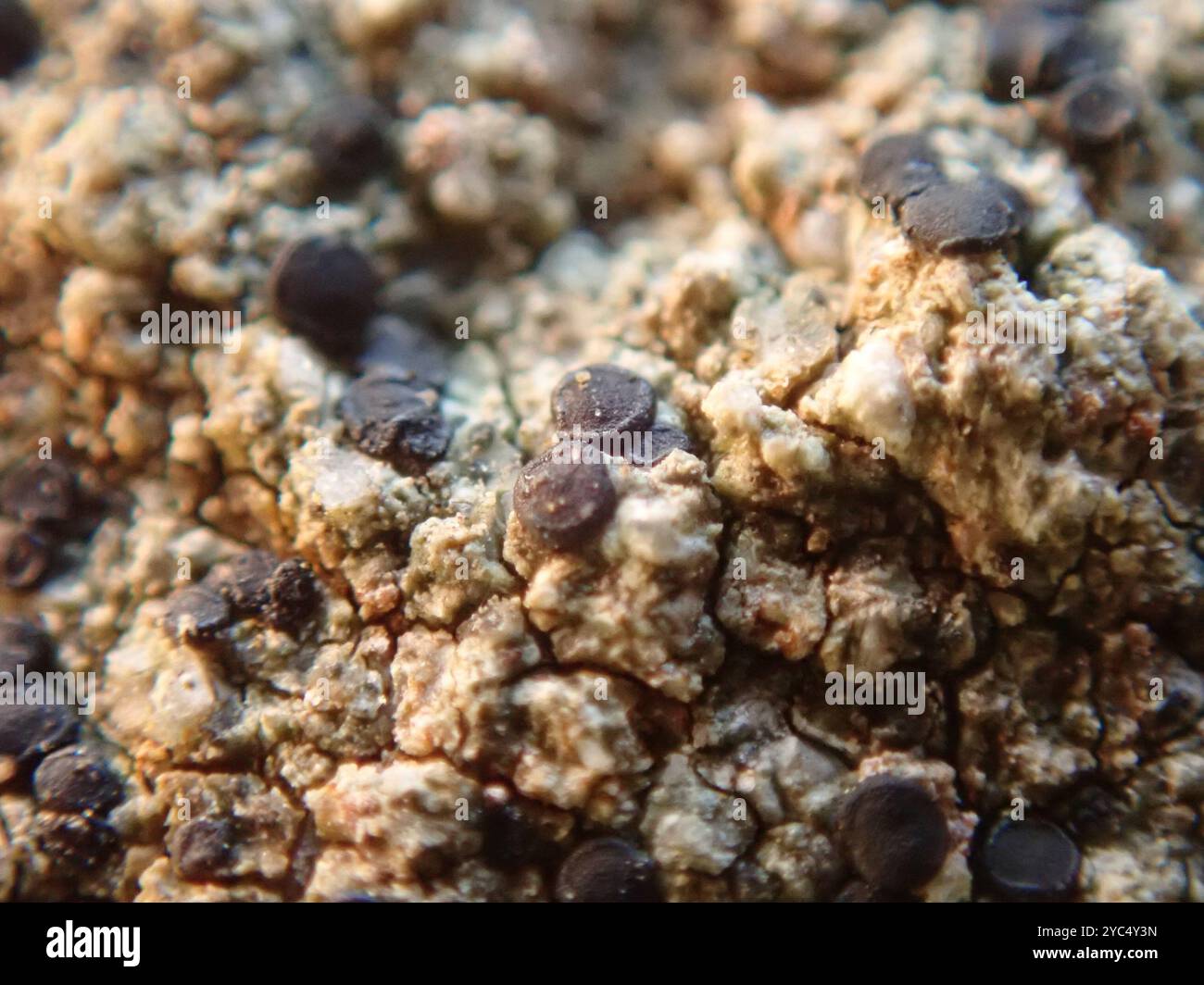 Tile Lichens (Lecidea) Fungi Stock Photo - Alamy