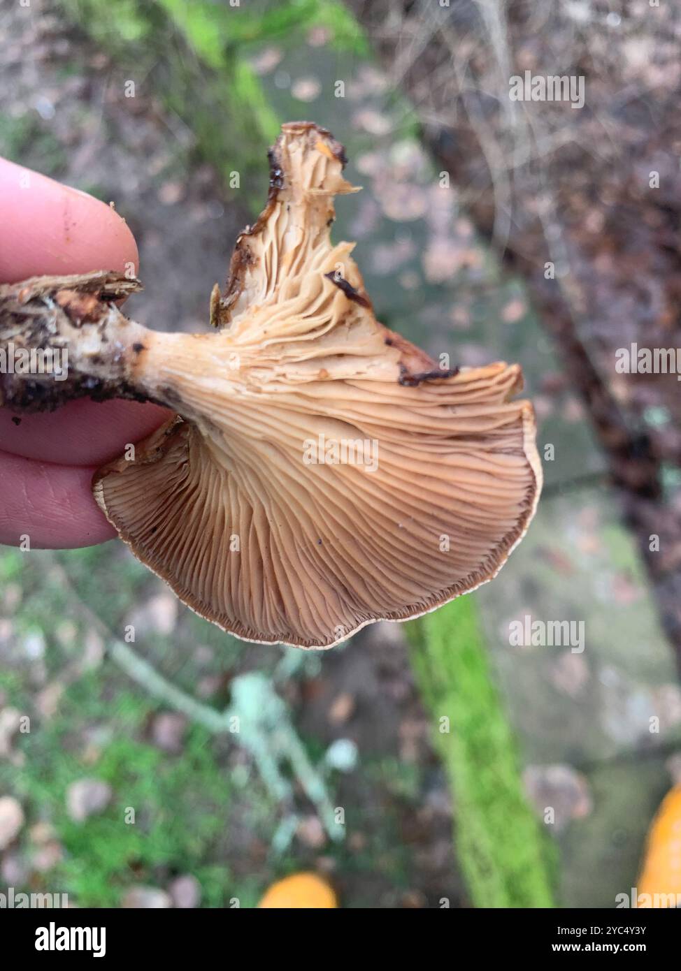 Lilac oysterling (Panus conchatus) Fungi Stock Photo - Alamy