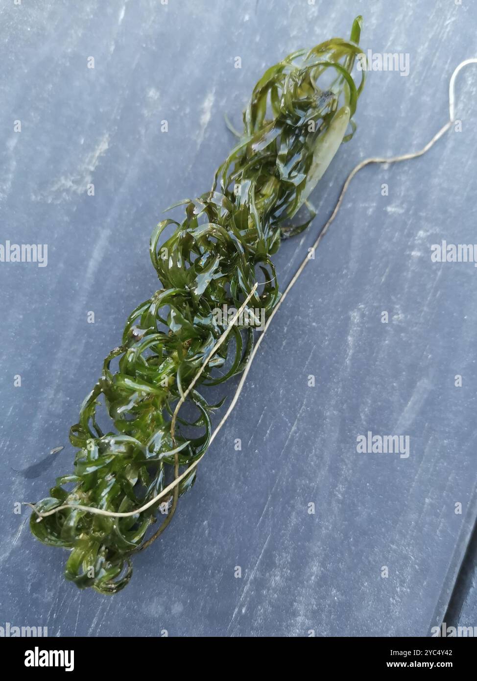 Curly waterweed (lagarosiphon major) hi-res stock photography and ...