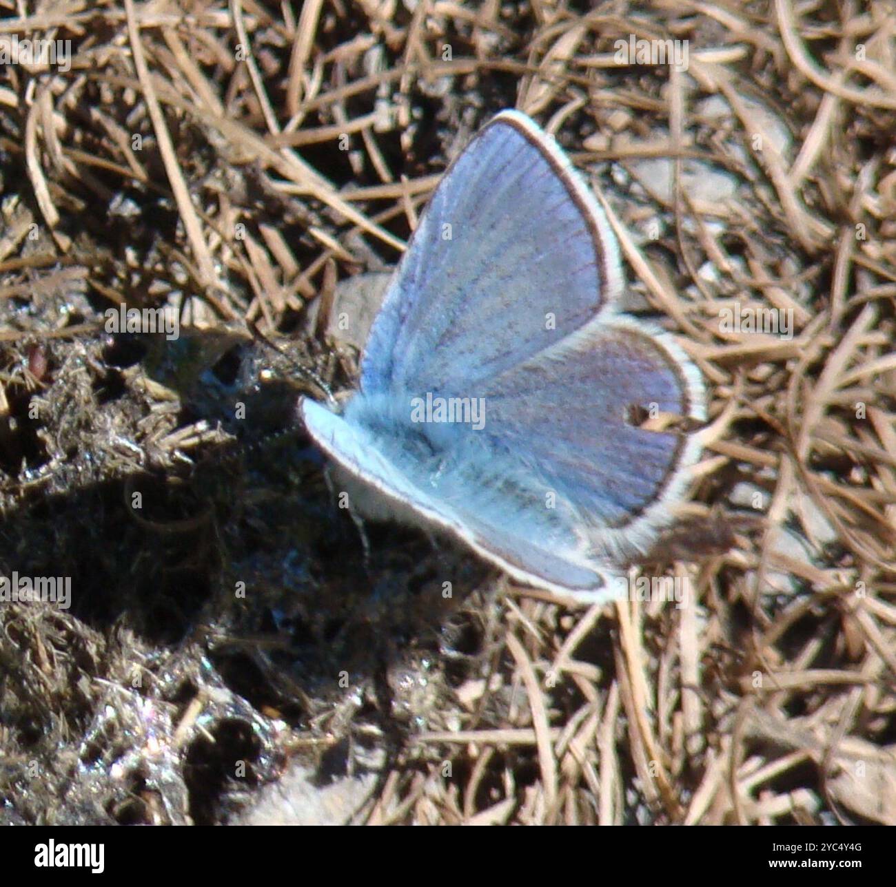 Alpine Blue (Agriades orbitulus) Insecta Stock Photo - Alamy