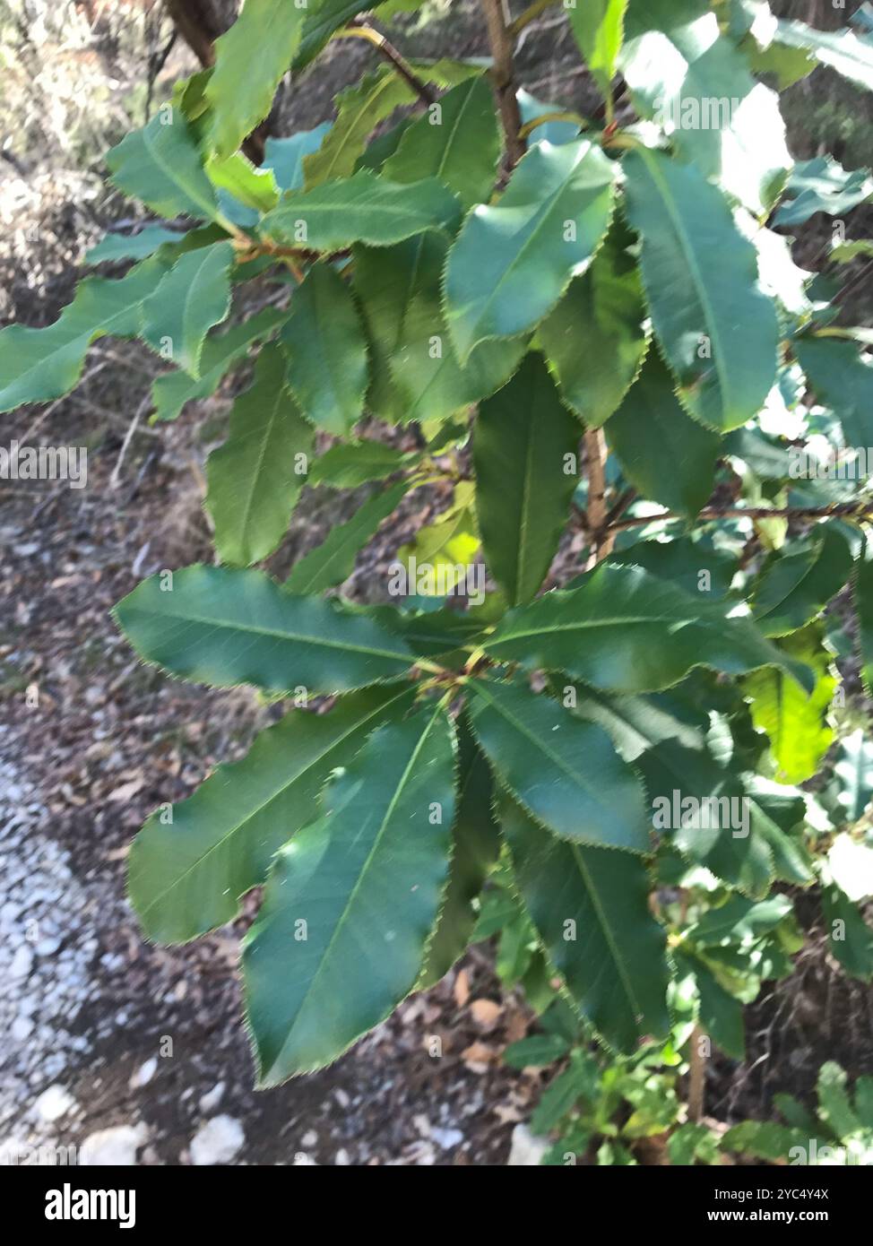Chinese Photinia (Photinia serratifolia) Plantae Stock Photo - Alamy