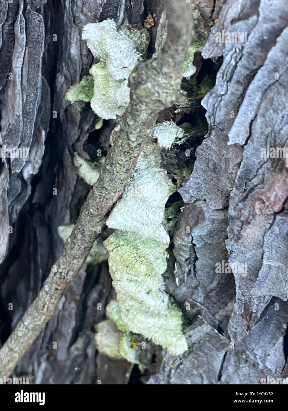 Mossy Maze Polypore (Cerrena unicolor) Fungi Stock Photo - Alamy