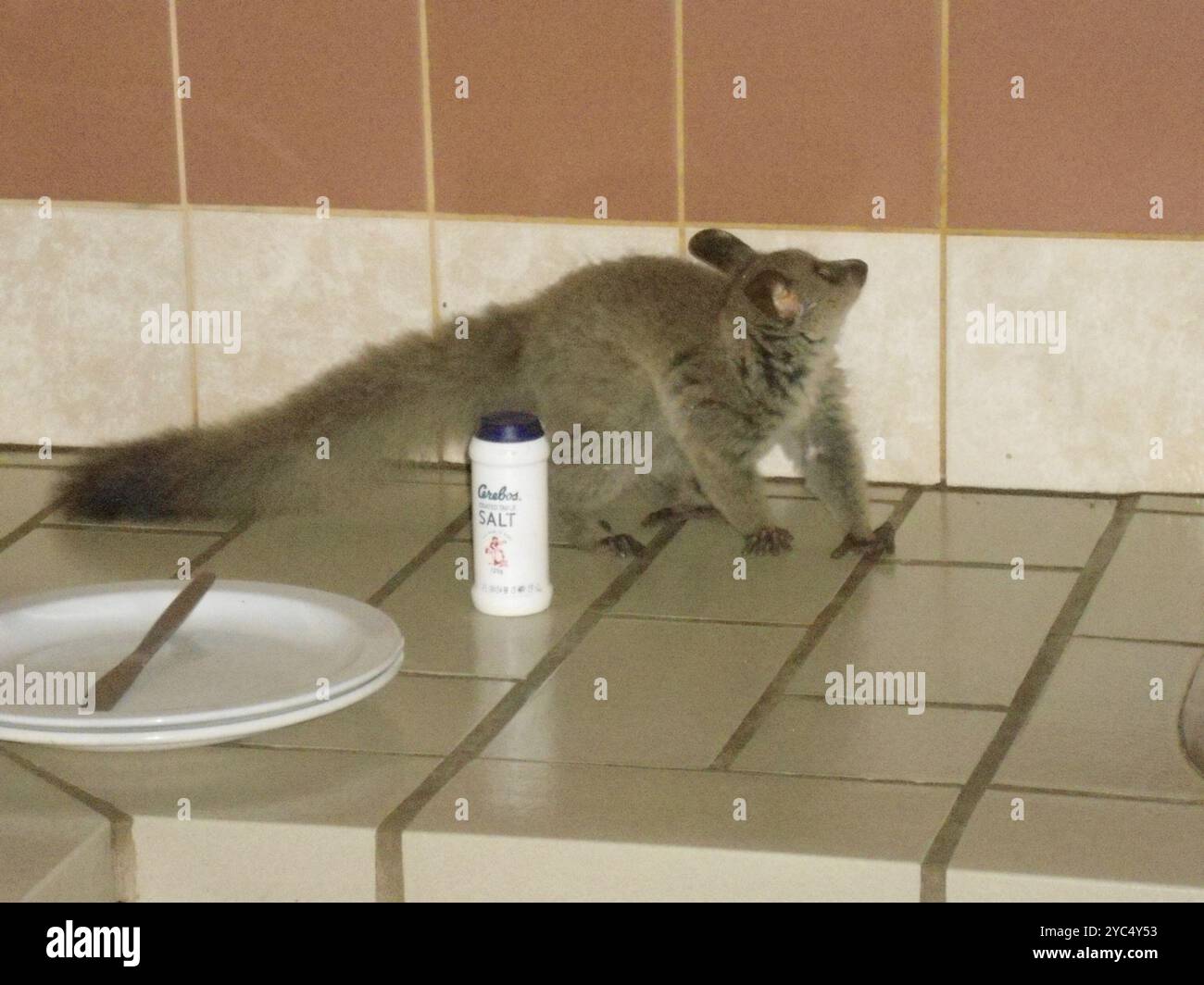 Brown Greater Galago (Otolemur crassicaudatus) Mammalia Stock Photo - Alamy