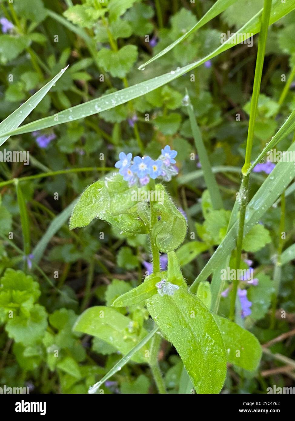 field forget-me-not (Myosotis arvensis) Plantae Stock Photo - Alamy