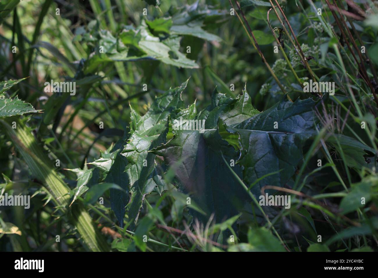 Mexican Thistle (Cirsium mexicanum) Plantae Stock Photo - Alamy