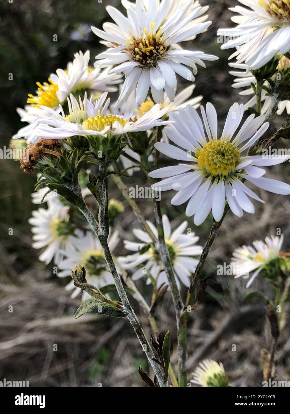 Pacific Aster (Symphyotrichum chilense) Plantae Stock Photo - Alamy