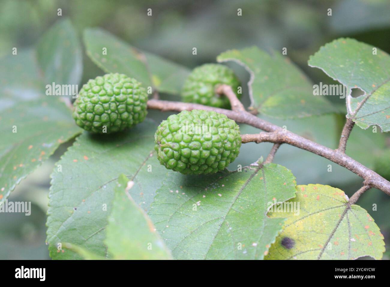 West Indian Elm (Guazuma ulmifolia) Plantae Stock Photo - Alamy