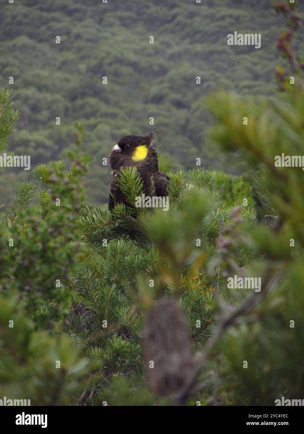 Tasmanian Yellow-tailed Black Cockatoo (Zanda funerea xanthanota) Aves ...