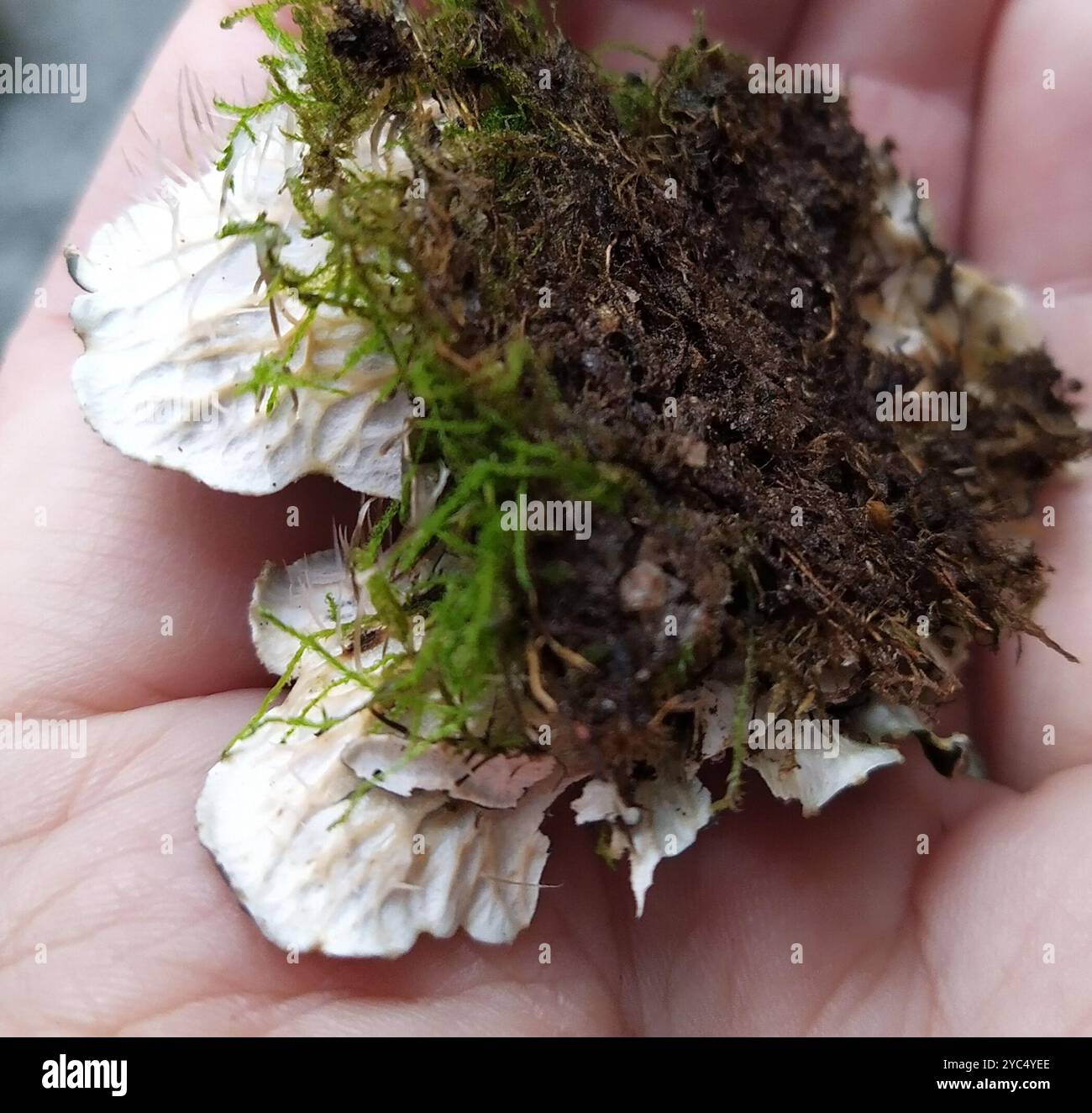scaly pelt lichen (Peltigera praetextata) Fungi Stock Photo - Alamy