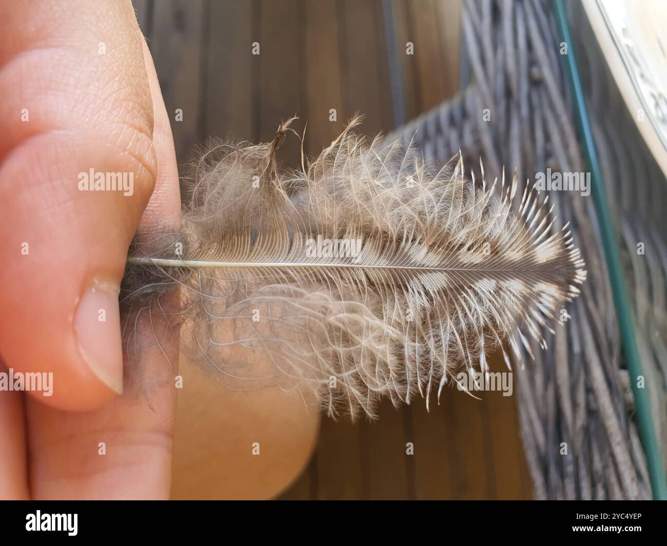 Tawny Frogmouth (Podargus strigoides) Aves Stock Photo - Alamy