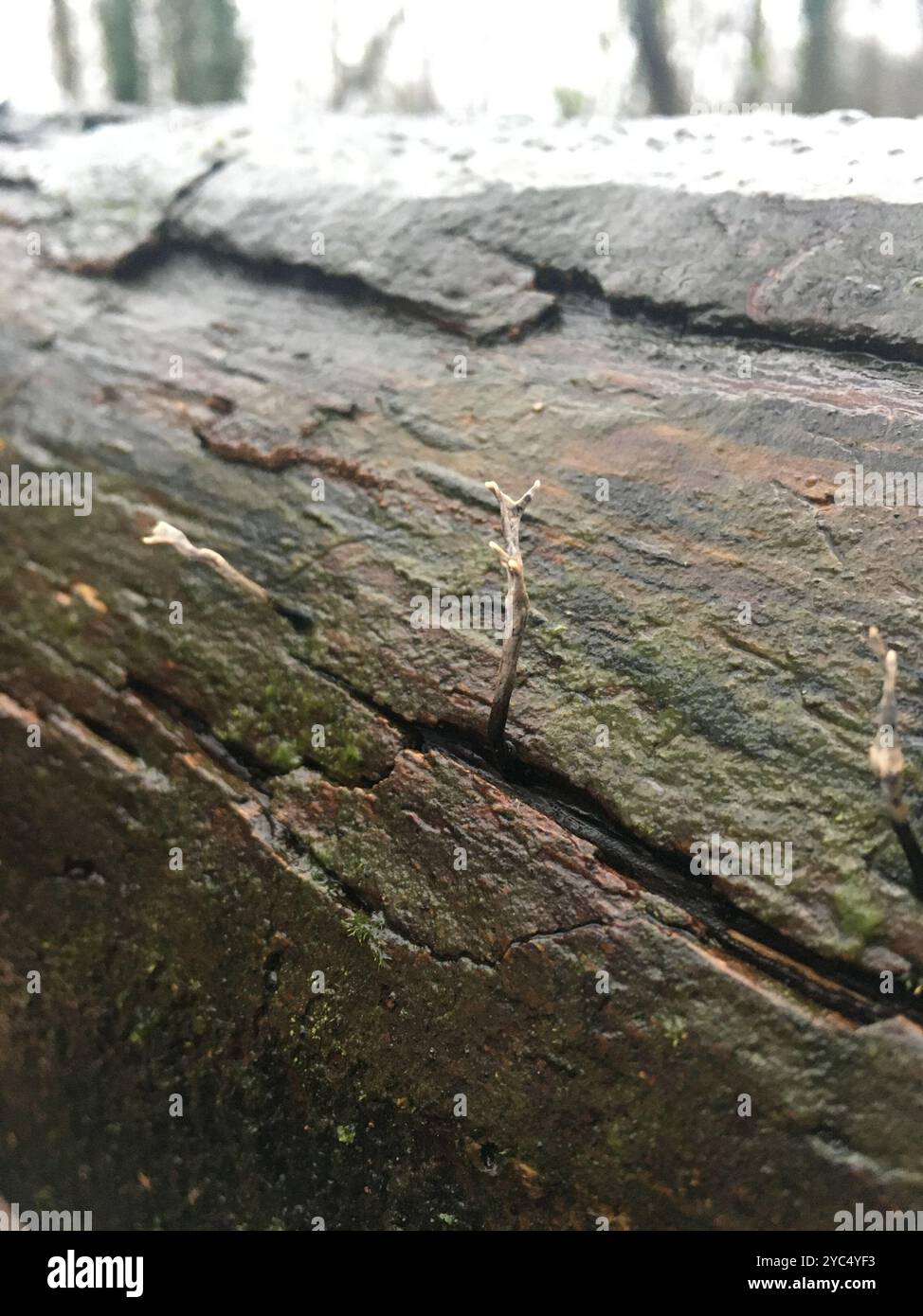 Candlesnuff Fungus (Xylaria hypoxylon) Fungi Stock Photo - Alamy