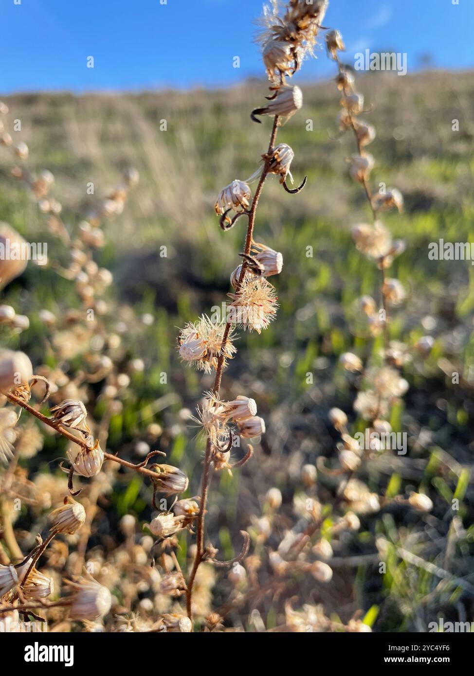 Stinkwort (Dittrichia graveolens) Plantae Stock Photo - Alamy