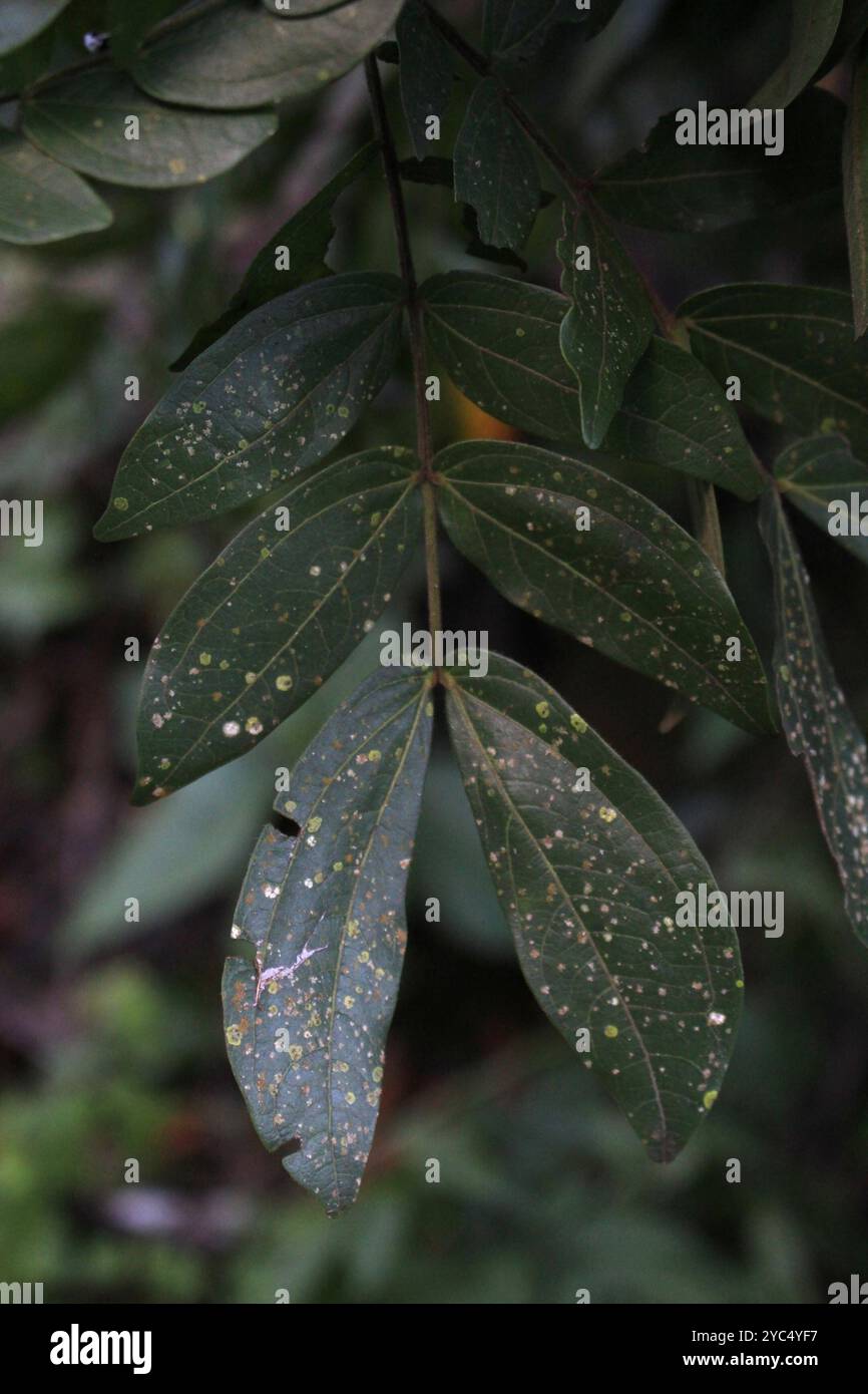 Scarlet powder puff hi-res stock photography and images - Alamy