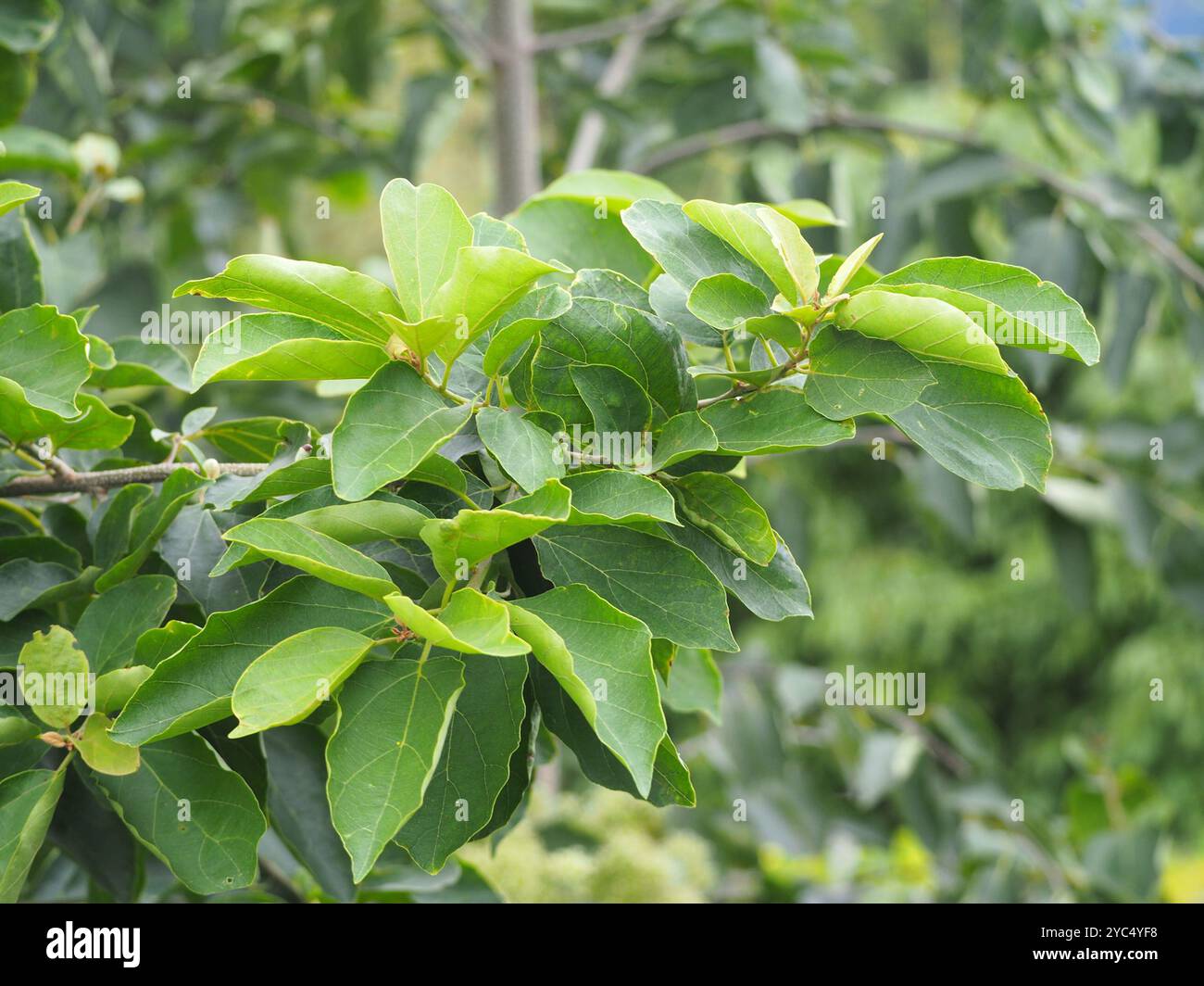 Clammy Cherry (Cordia dichotoma) Plantae Stock Photo - Alamy